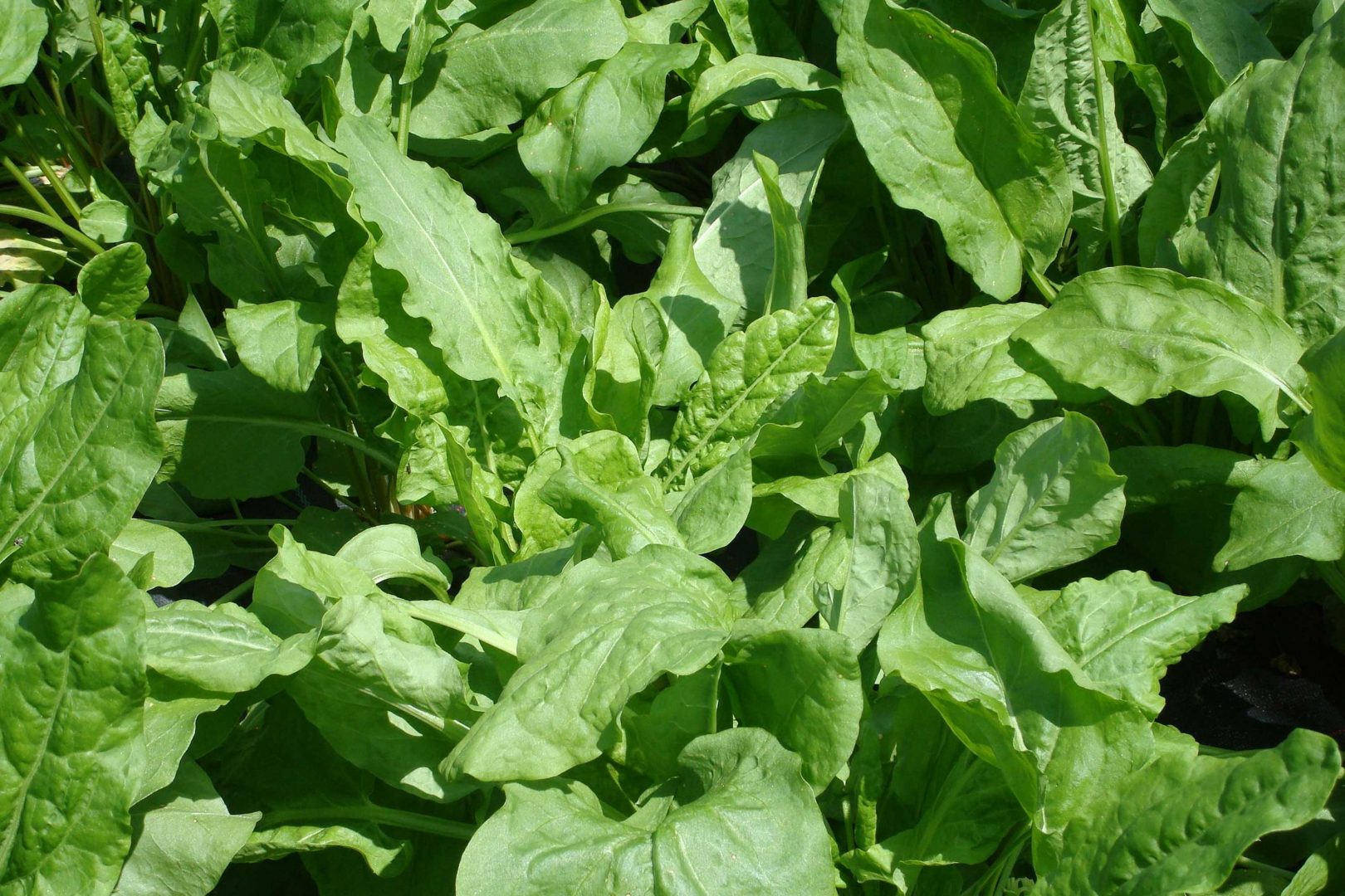 Frischer Sauerampfer | Böttcher Gartenbau